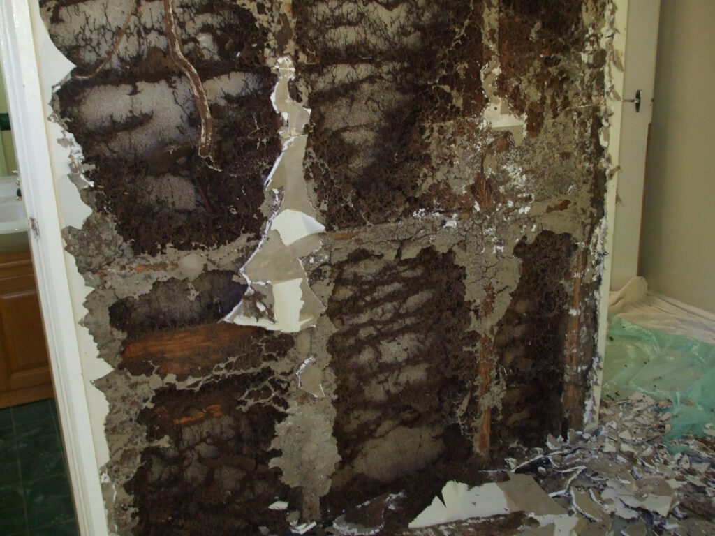 Termite Inspections - Termite Safe